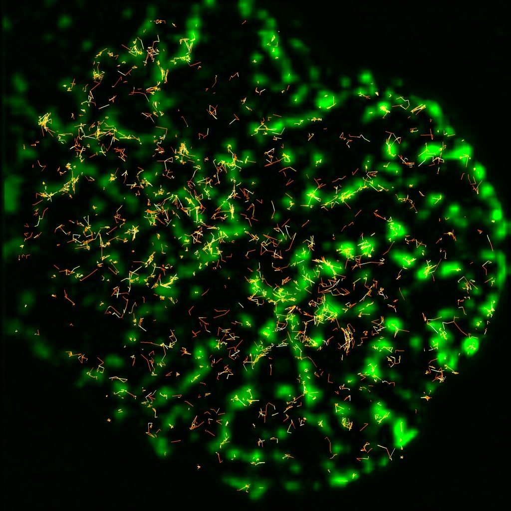 Immune receptors amplify “invader” signals by turning into mini ...