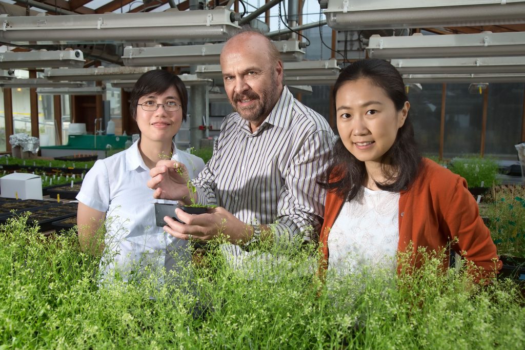 Molecular conductors help plants respond to drought - Salk Institute ...