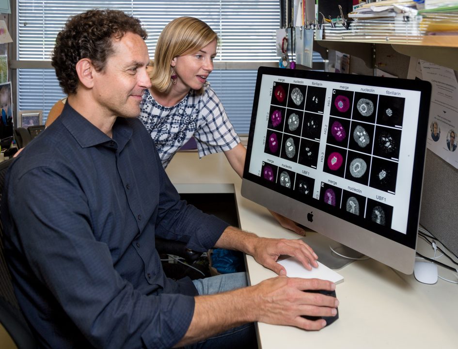 Protein turnover could be clue to living longer - Salk Institute for ...