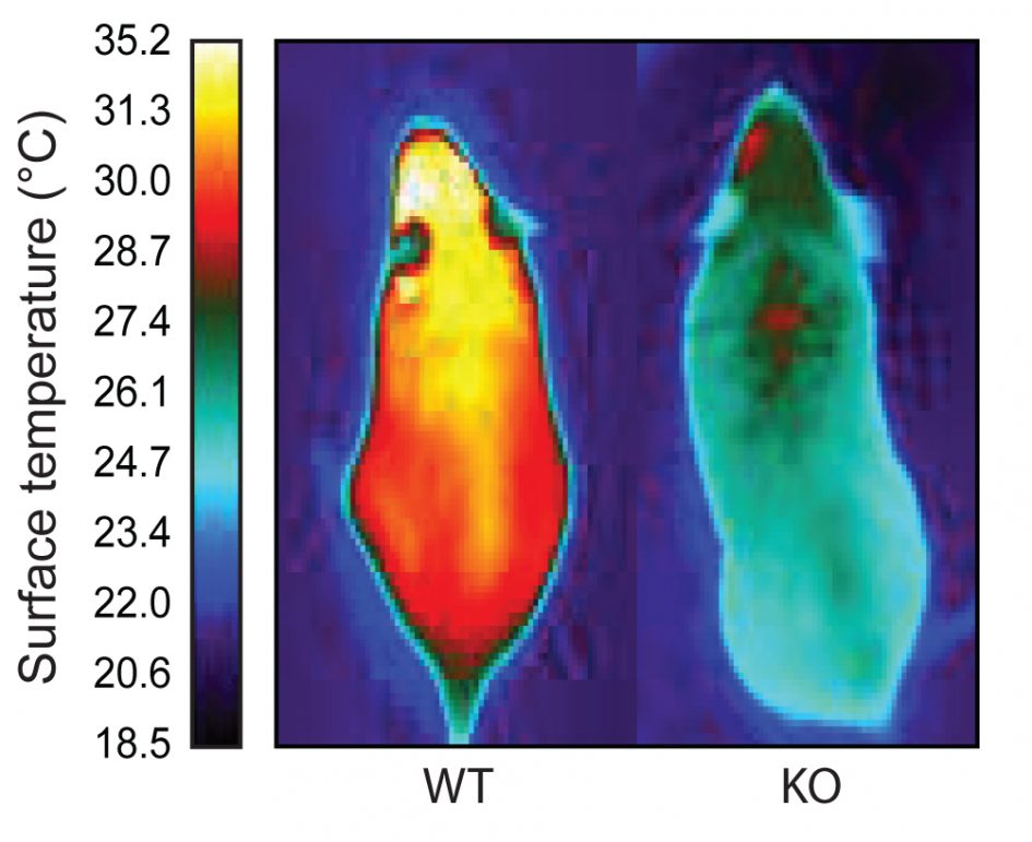 Molecule that gives energy-burning brown fat its identity could lead to ...
