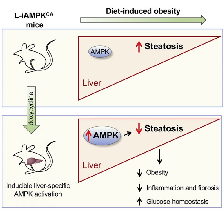 Salk scientists uncover the health effects of metabolic “magic bullet ... Salk scientists uncover the health effects of metabolic “magic bullet ...