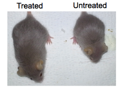 Putting the brakes on aging - Salk Institute for Biological Studies