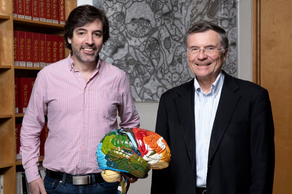 Brain’s astrocytes play starring role in long-term memory - Salk ...