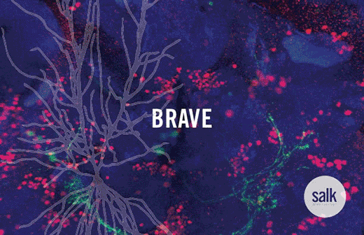 Salk Together - Salk Institute for Biological Studies