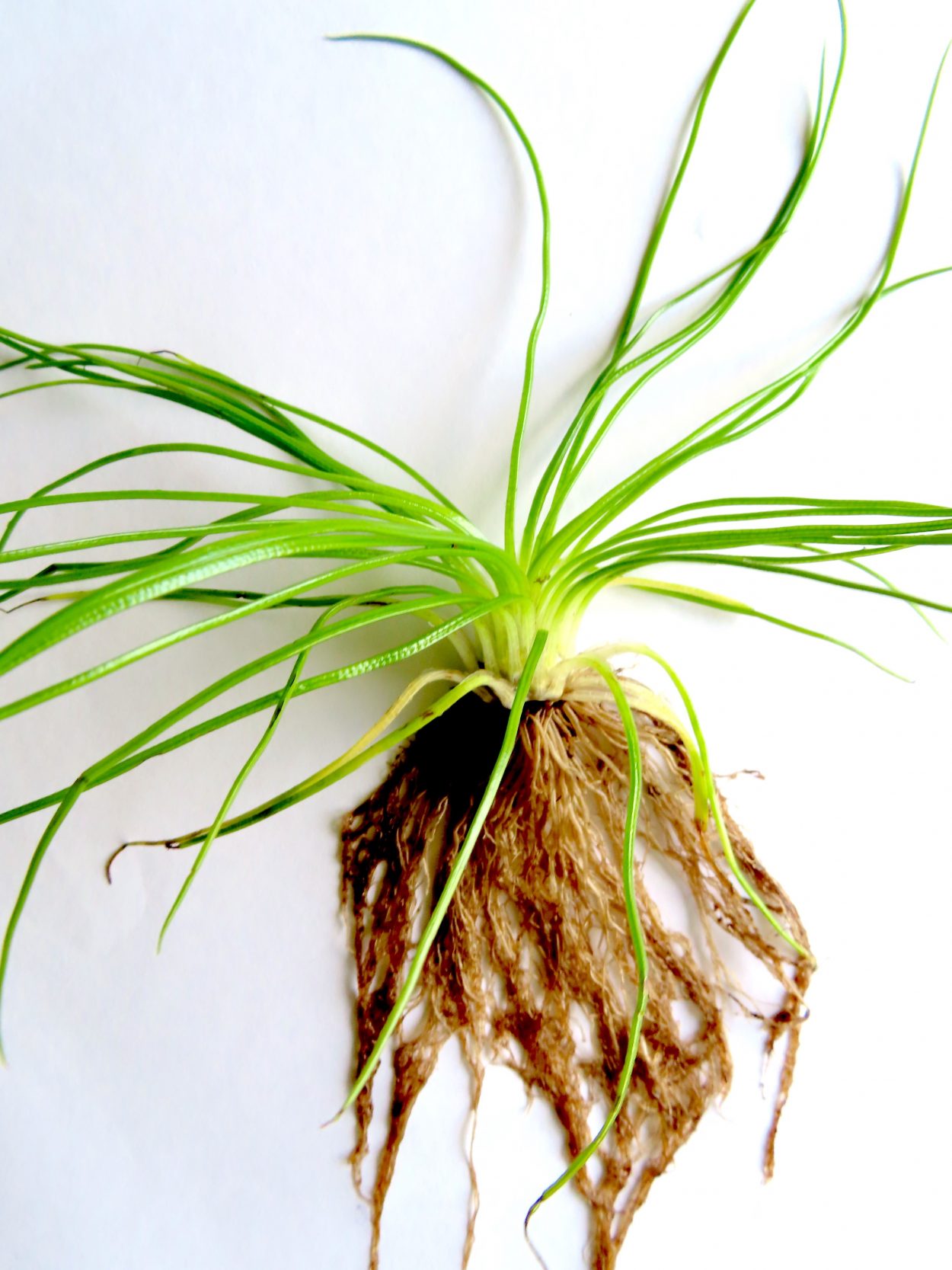 Secrets of quillwort photosynthesis could boost crop efficiency - Salk ...