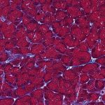 Salk Institute for Biological Studies