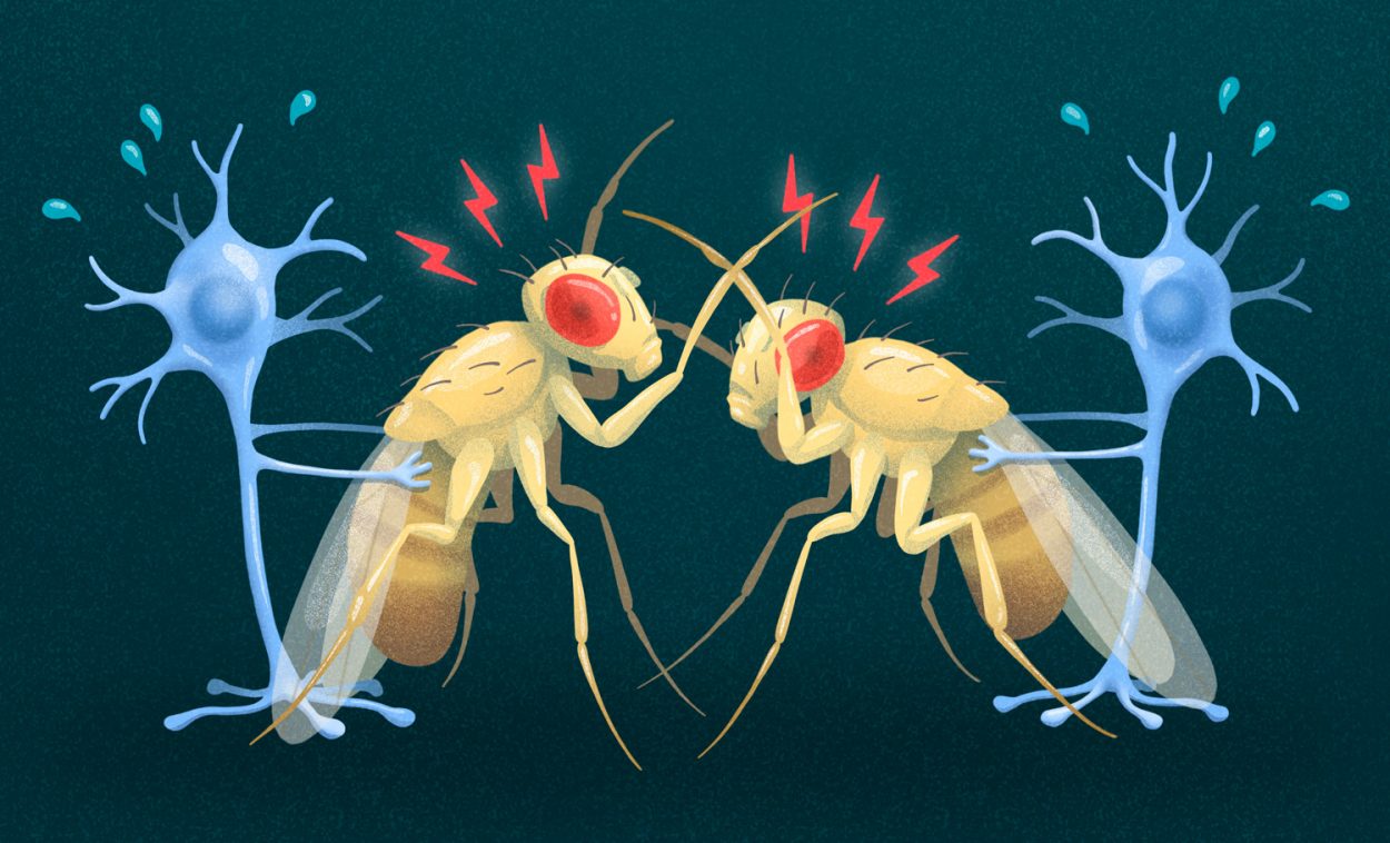 Aggression de-escalation gene identified in fruit flies - Salk ...