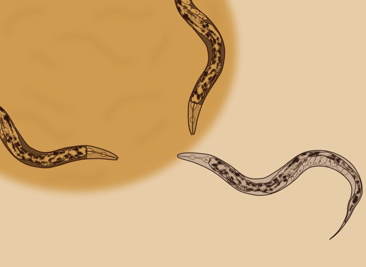 Preying on hungry, anxious worms - Salk Institute for Biological Studies