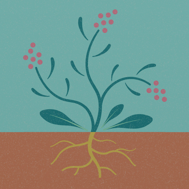 Plant Biology - Salk Institute for Biological Studies