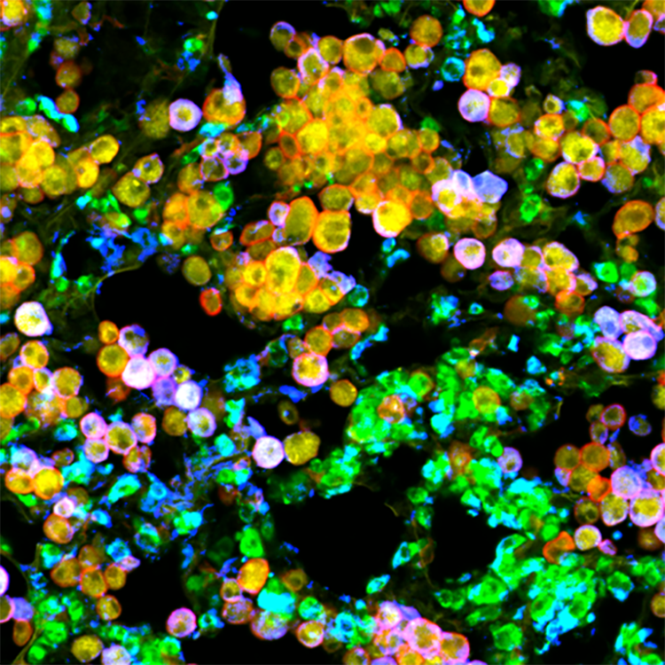 News - Salk Institute for Biological Studies