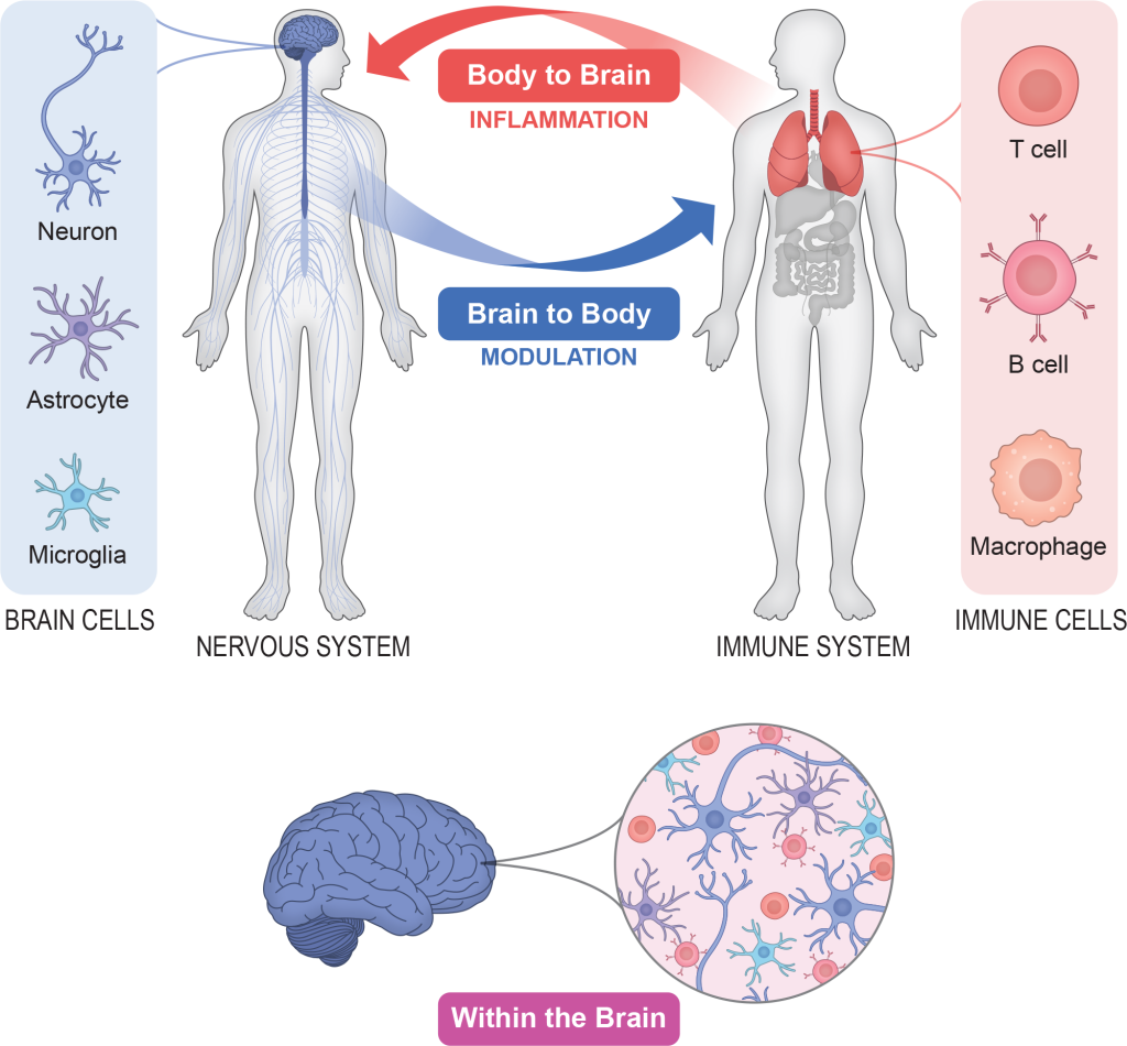 The NOMIS Center’s Neuroimmunology Initiative - Salk Institute for ...