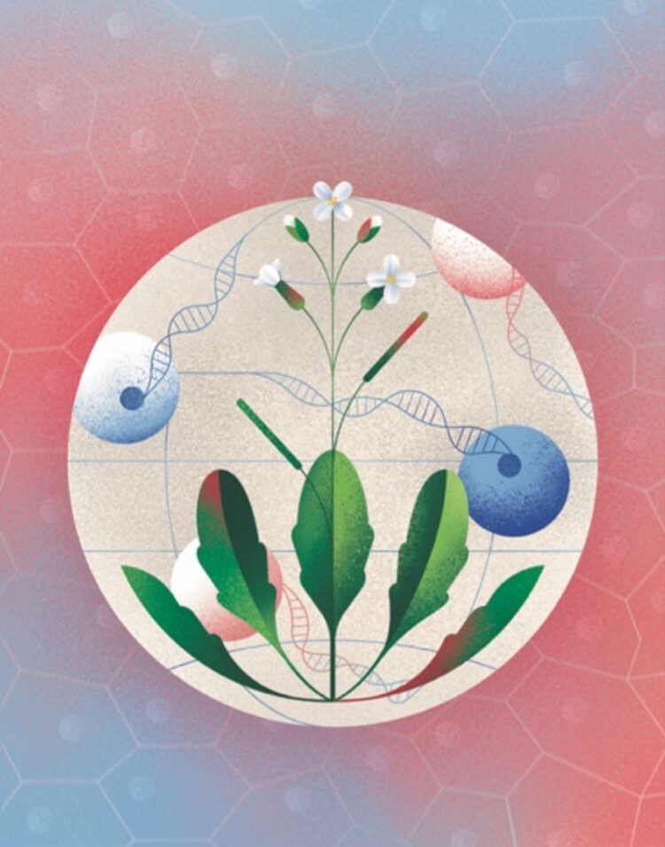 Scientists debut a new foundational atlas of the plant life cycle ...